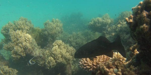 Best fishing rig for coral trout and bottom bashing - Ryan Moody Fishing