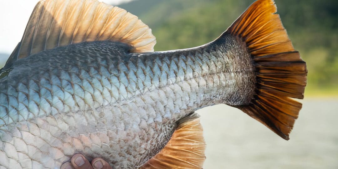 Barramundi Fishing 101: Everything You Need To Know! - Ryan Moody Fishing