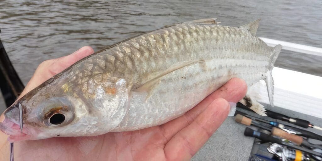 Is there a split water tank on the big boat? - Ryan Moody Fishing