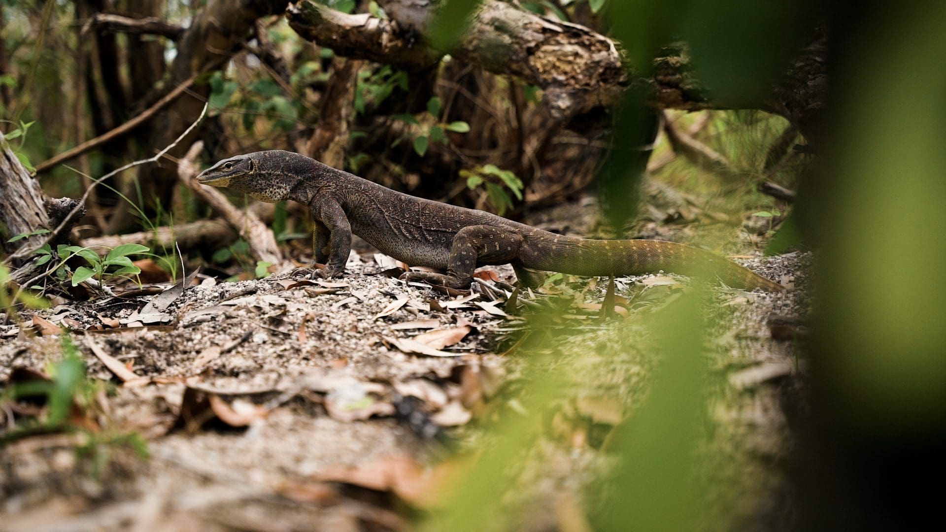 Camping on Lizard Island - Ryan Moody Fishing