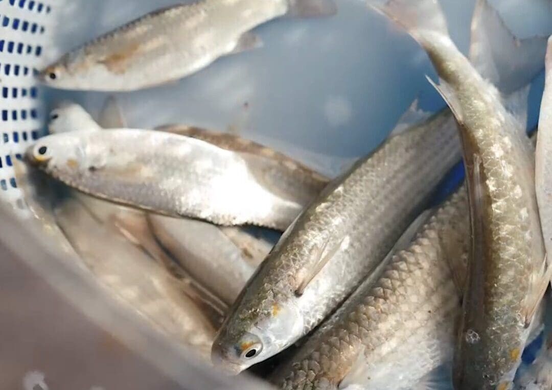 Choosing the right cast net for your target bait species - Ryan Moody ...