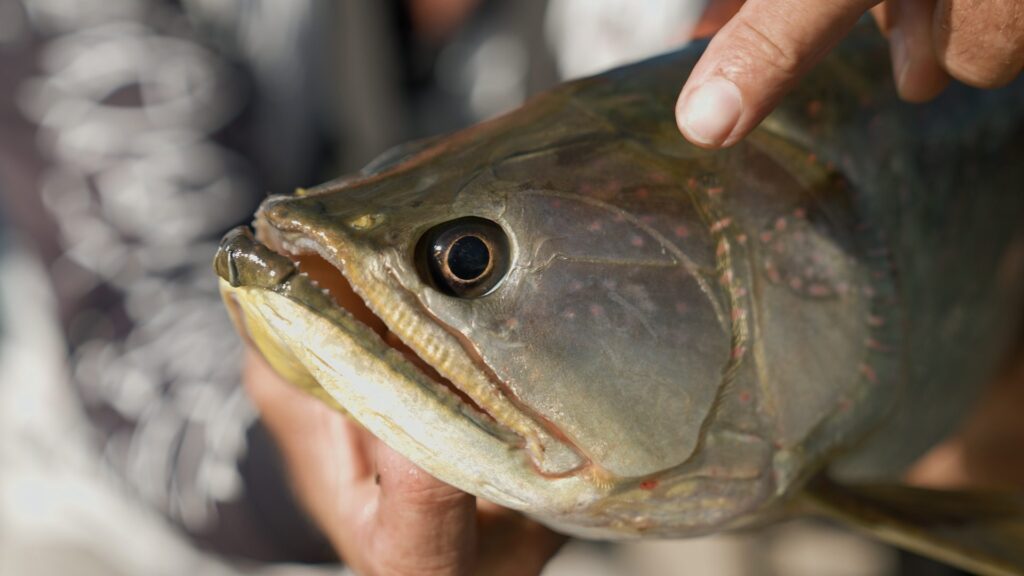 Saratoga Fishing for Beginners: Learn from a Fishing Expert’s ...