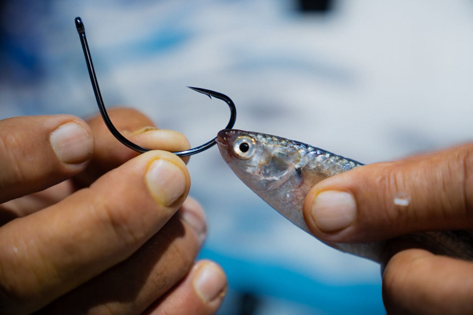 6 Mistakes When Using Live Bait That Cost You Trophy Fish - Ryan Moody ...